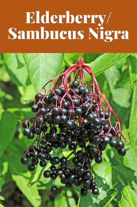 Elderberry Sambucus Nigra Healthier Steps