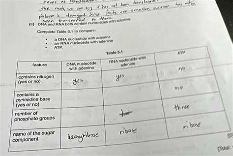 Solved Dna And Rna Both Contain Nucleotides With Adenine Complete Table 5 1 To Compare A Dna