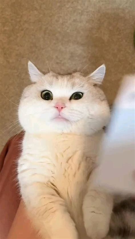 Pin On Pingles Cr Es Par Vous