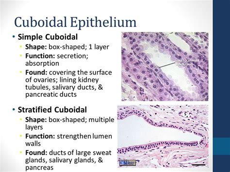 Simple Columnar Epithelium A Labeled Diagram And Functions