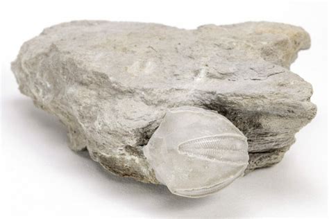 7 Blastoid Pentremites Fossil Illinois 204704 For Sale 7 Blastoid Pentremites Fossil Illinois 204704 For Sale