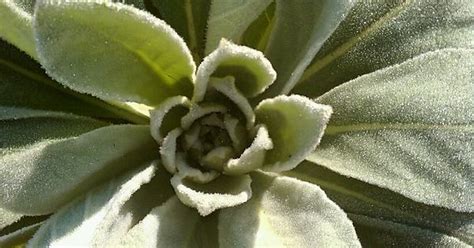 Natures Charman Imgur