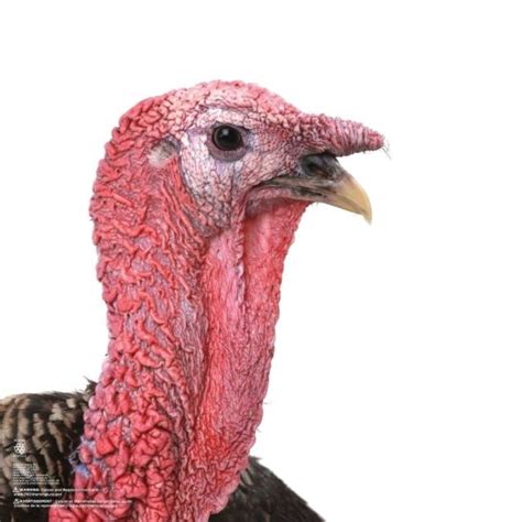 Ez Aim Turkey Patterning Target White 6 Pack Turkey Hunting Pattern Targets 15322