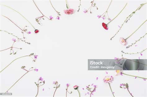 흰 배경에 야생화 꽃과 파란 꽃잎 식물의 나뭇가지 연간 잔디 구도에 대한 스톡 사진 및 기타 이미지 구도 꽃 나무 꽃 식물 Istock