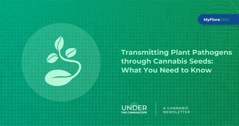 Transmitting Plant Pathogens Through Cannabis Seeds What You Need To Know