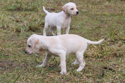 Yellow Lab Pointer Cross Falconhunter