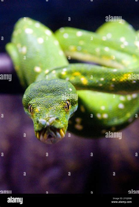 Coiled Green Tree Python Lying On A Horizontal Branch Looking Forwards