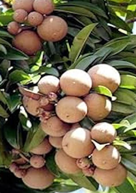 Kalipatti Sapotachikoo Grafted Plant