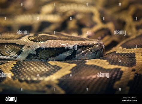 Snake Curled Up Stock Photos Snake Curled Up Stock Images Alamy