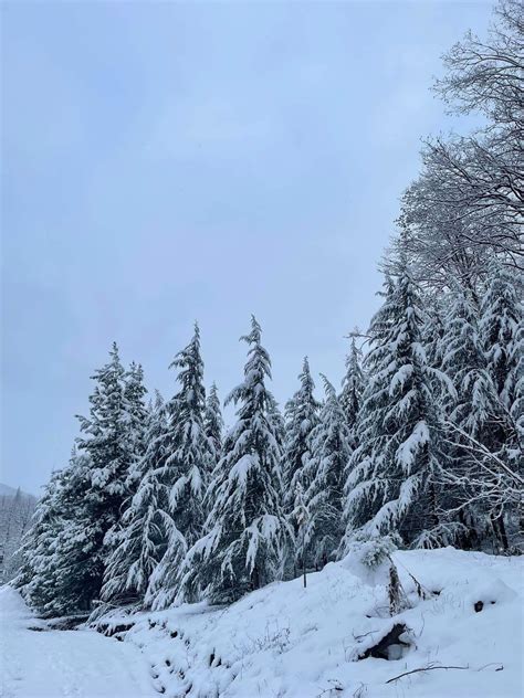 ნაძვის ნერგები ნაძვის ნერგები Updated Their Cover Photo