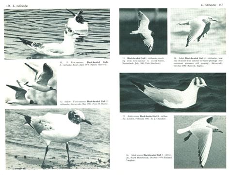 Gulls A Guide To Identification P J Grant Reprint