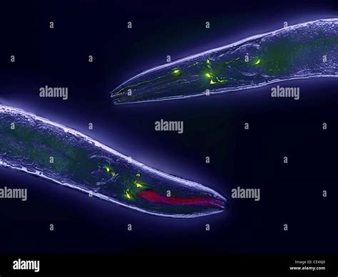 Gfp Expressing Neurons Of Caenorhabditis Elegans Overlay Of