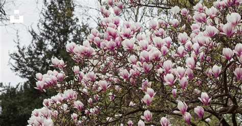 분홍색 꽃으로 가득 찬 나무 앞에 앉아 있는 하얀 벤치 사진 Unsplash의 무료 Spring Park Nature 이미지