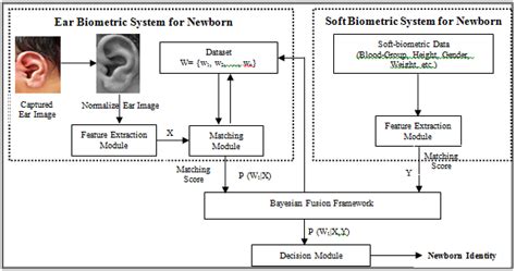 Framework For Fusion Of Primary And Soft Biometric Information Here X
