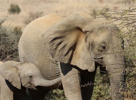 Olifant Met Jong Zuid Afrika Van Ralph Van Leuveren Op Canvas Behang En Meer