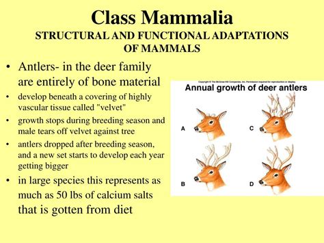Ppt Class Mammalia Mammals Powerpoint Presentation Free Download
