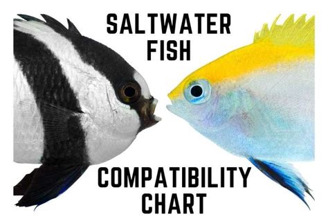 Compatible Tropical Fish Species