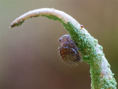 Looping Forum Für Naturfotografen