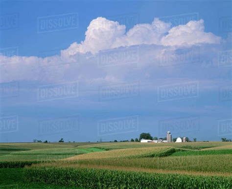 Agriculture Undulating Fields Of Fully Tasseled Grain Corn Field In