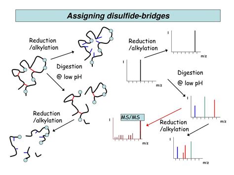 Ppt Post Translational Modifications Powerpoint Presentation Free Download Id 3370443