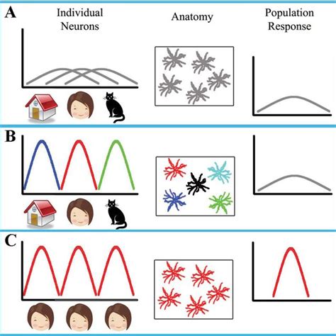 Neuronal Selectivity And Population Response A Nonselective Neurons