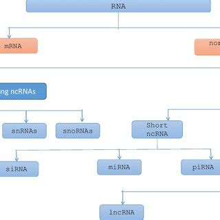 Different Types Of RNA And Major Non Coding RNAs Download Scientific Diagram