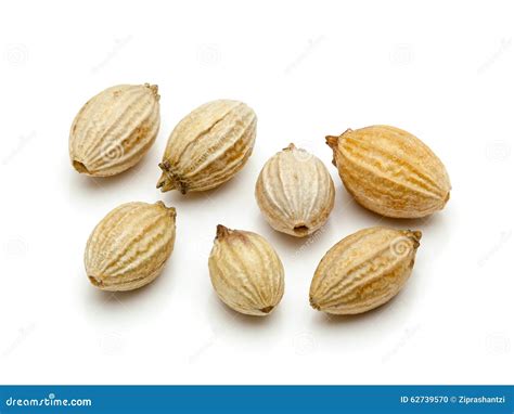 Organic Dried Coriander Seeds Royalty Free Stock Image Cartoondealer