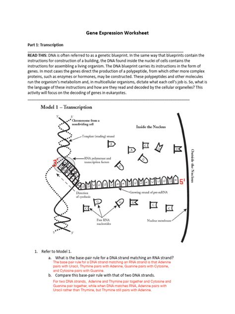 Gene Expression Worksheett Pdf Translation Biology Messenger Rna