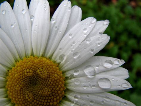 Tensorflow For Poets