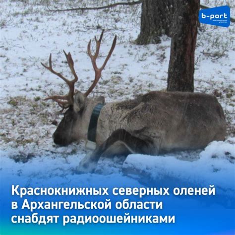 歷 Краснокнижных северных оленей в заказнике Архангельской области снабдят радиоошейниками