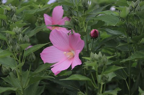 10 Free Hibiscus Mutabilis And Hibicus Images Pixabay