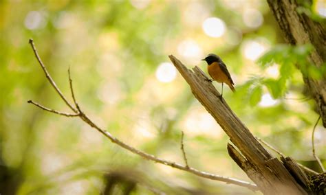 The Agile Initiative Metrics Based On Habitat Area And Condition Are