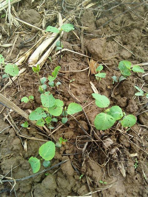 สวน สำราญ ฟาร์ม 14 7 60 หยอดถั่วแระญึ่ปุ่นแปลง2