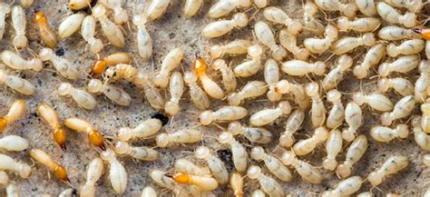 8 Signs Of Termites In Your Home Safeguard Pest Control