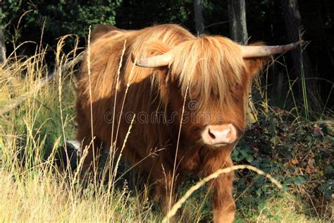 Nieuwsgierige Dieren Mini Schotse Hooglander Stock Afbeelding Image