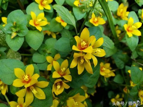 鄉村的過路黃開黃花金燦燦一大片還有藥用價值您可認識 每日頭條