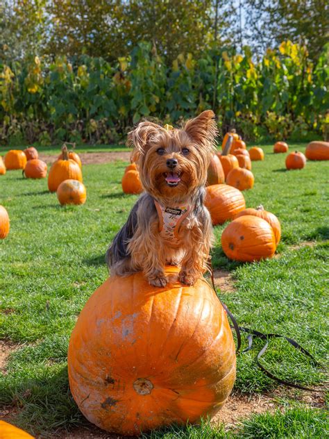 The Cutest Pupkin In The Pumpkin Patch R Rarepuppers