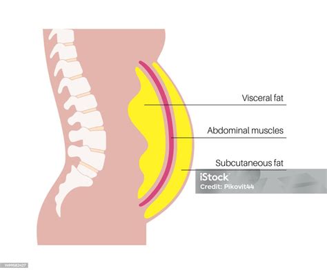 Visceral Fat Diagram Stock Illustration Download Image Now Abdomen