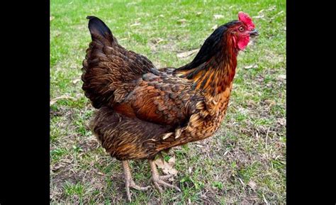 Black Sex Link Chicken Breed A Useful Guide