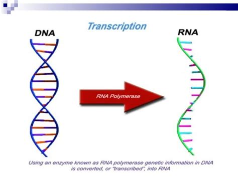Dna Transcription And Post Transcriptional Modification Ppt Biological Sciences Science