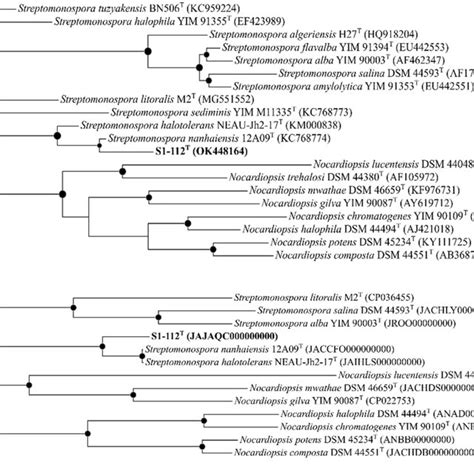 Phylogenetic Tree Inferred By The Maximum Likelihood Method Based On
