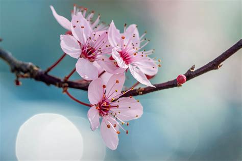 꽃이 핀 벚꽃 가지의 클로즈업 · 무료 스톡 사진