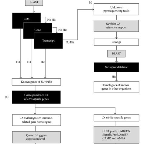 Workflow Of Data Analyses For Gene Identification A Gene Expression Download Scientific