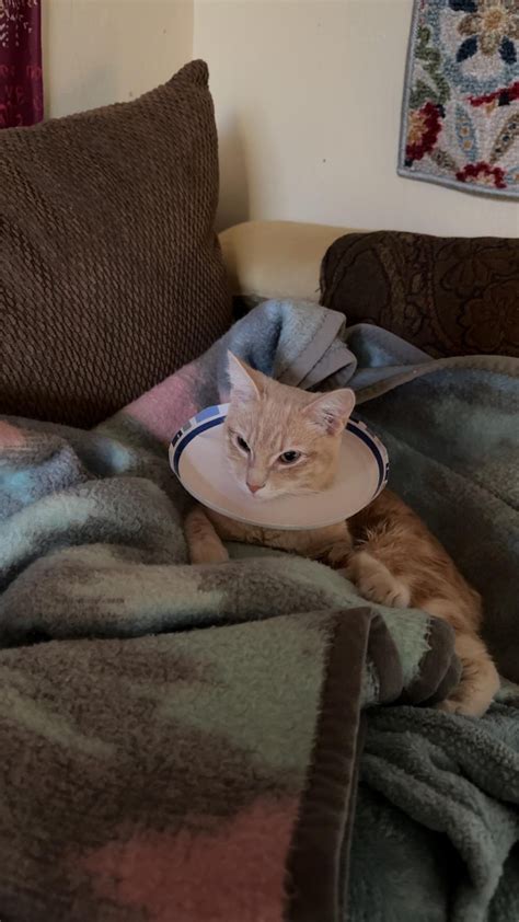 My Orange Kitty Got Fixed Today Her Brain Cell Is Heavily Medicated