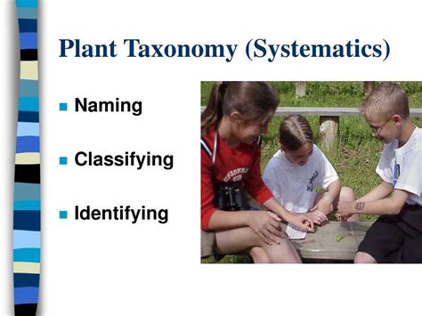 PPT Plant Taxonomy Systematics PowerPoint Presentation Free Download ID 475531