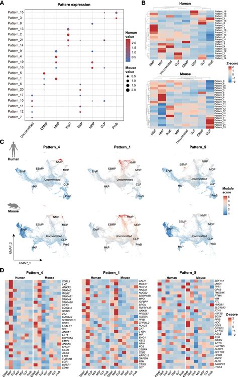 Decoding The Ontogeny Of Myeloid Lineage Diversity By Cross Species And