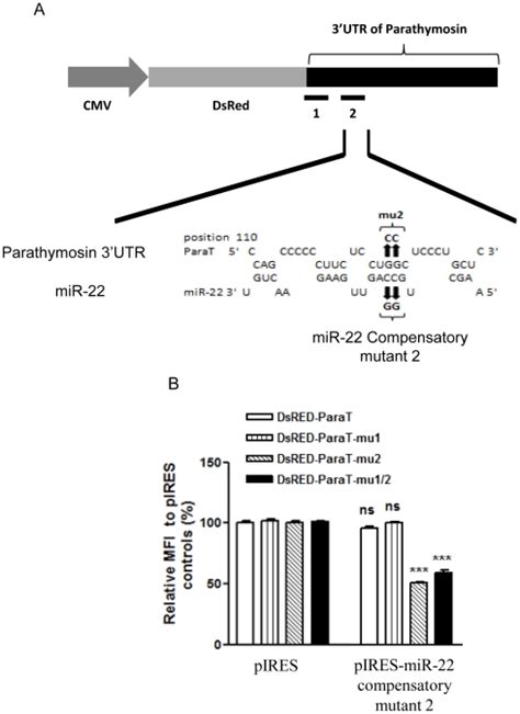A Compensatory Mutation From 5′ Cc 3′ To 5′ Gg 3′ At The Predicted