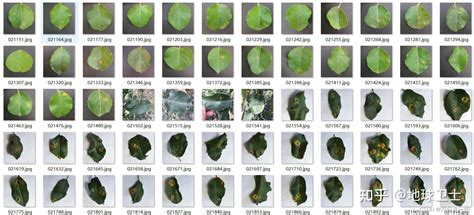 农业方面数据集汇总（部分，包含plant Village数据集获取链接）农业数据集 Csdn博客