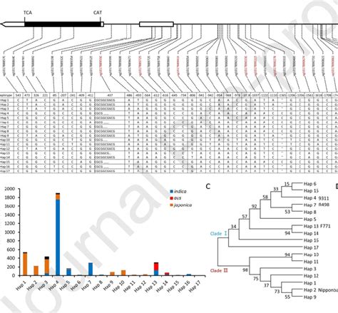 Haplotype Analysis Of Taw1 In Rice Germplasms A Natural Variations