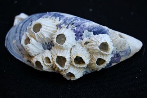 Very Fine Large Fossil Scallop Shell With Attached Barnacles Artofit